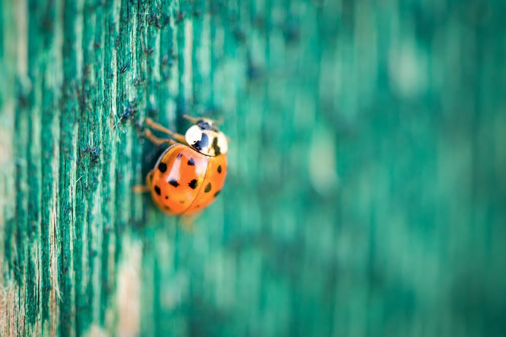 Ladybug Self-Defense: Nature's Defenders at Panther Lake